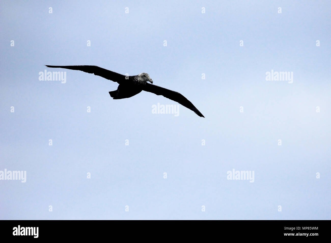 Southern giant petrel flying in the skies of Antarctica Stock Photo - Alamy