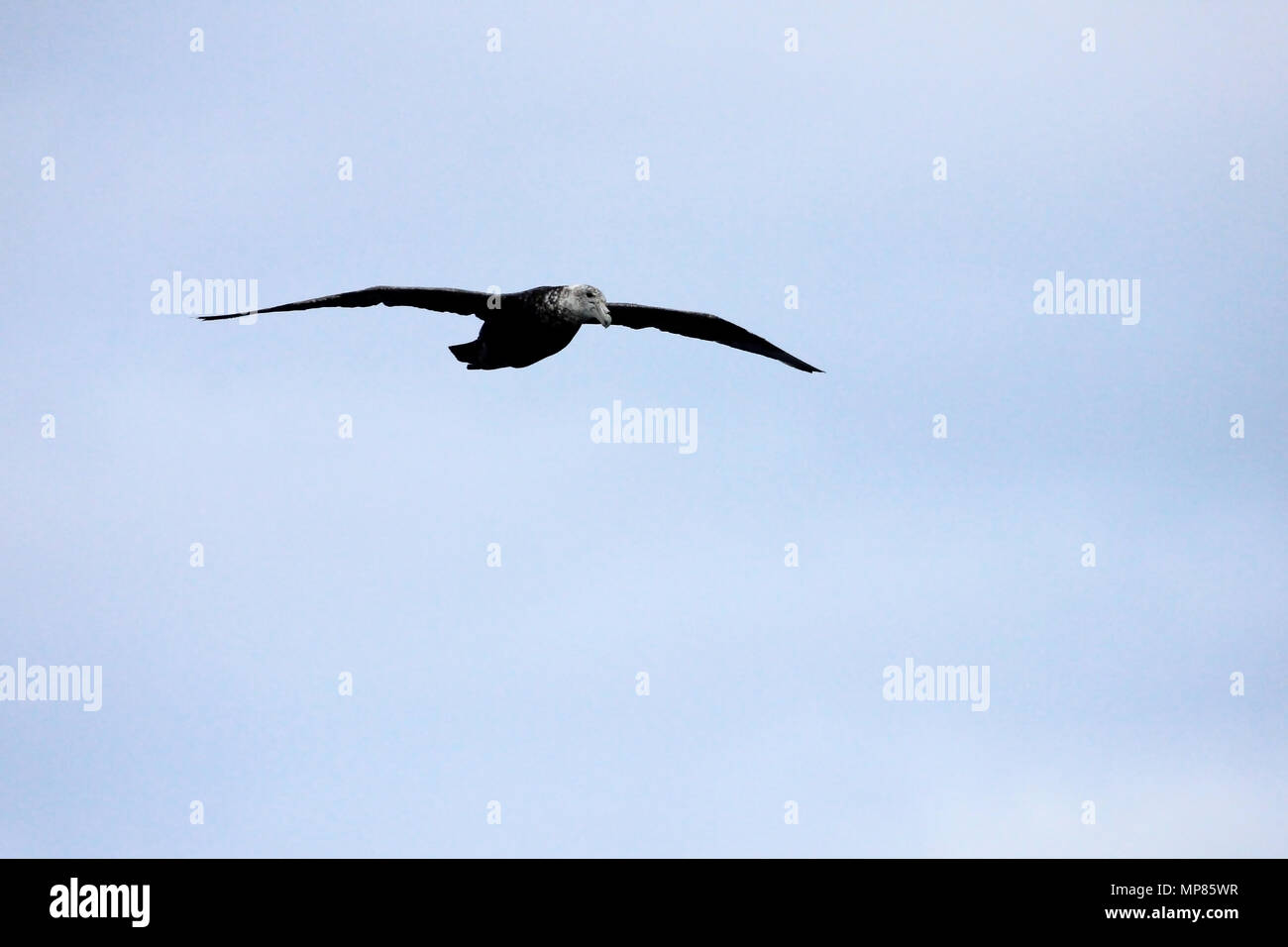 Southern giant petrel flying in the skies of Antarctica Stock Photo - Alamy