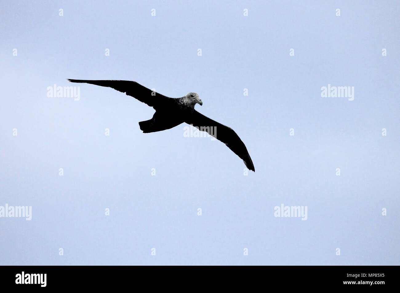 Southern giant petrel flying in the skies of Antarctica Stock Photo - Alamy