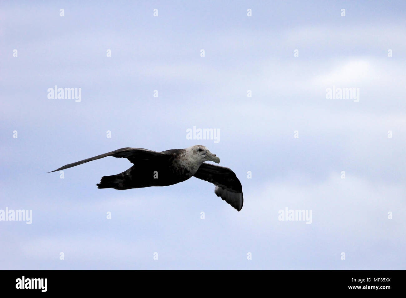 Southern giant petrel flying in the skies of Antarctica Stock Photo - Alamy