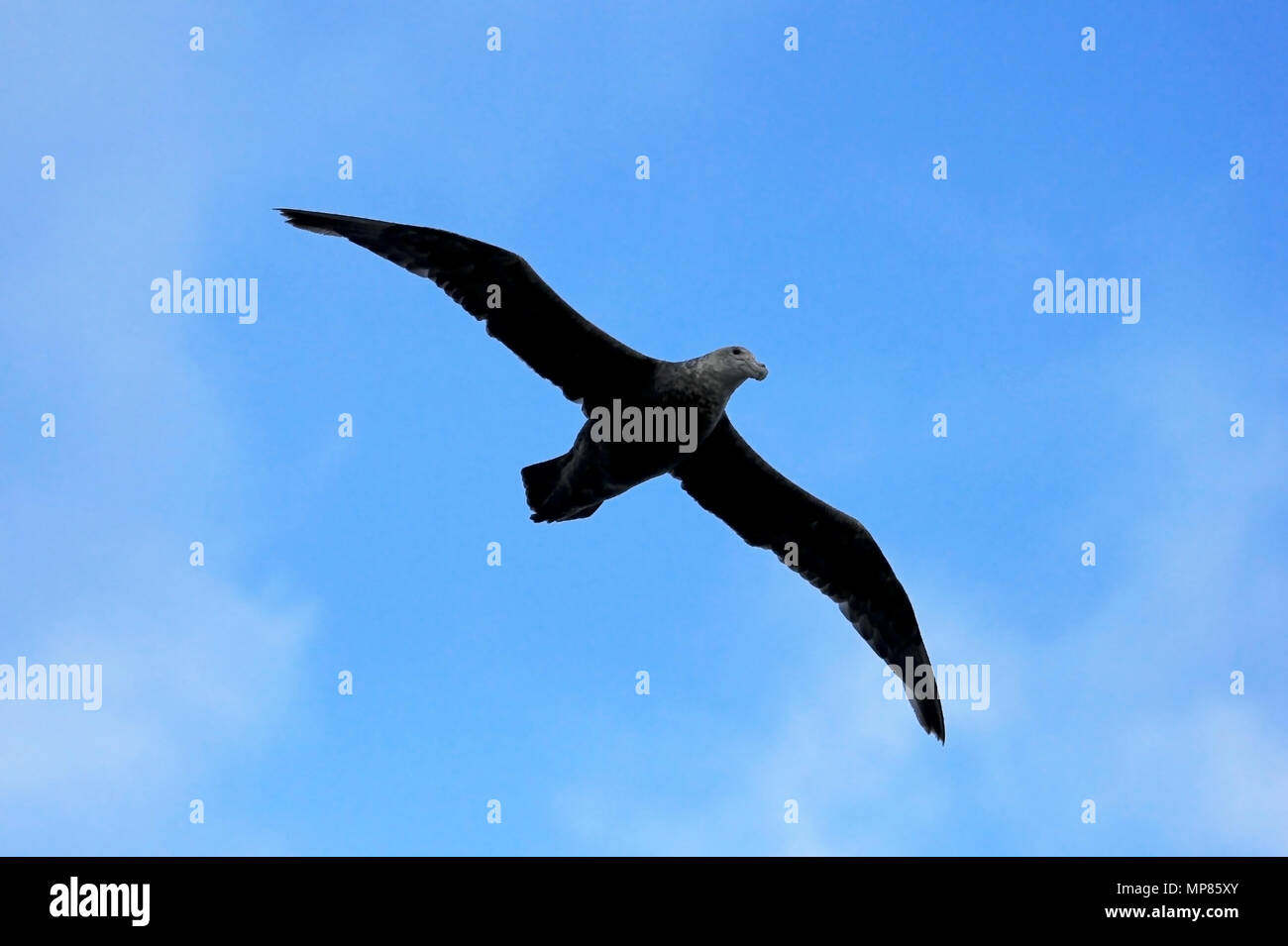 Southern giant petrel flying in the skies of Antarctica Stock Photo - Alamy