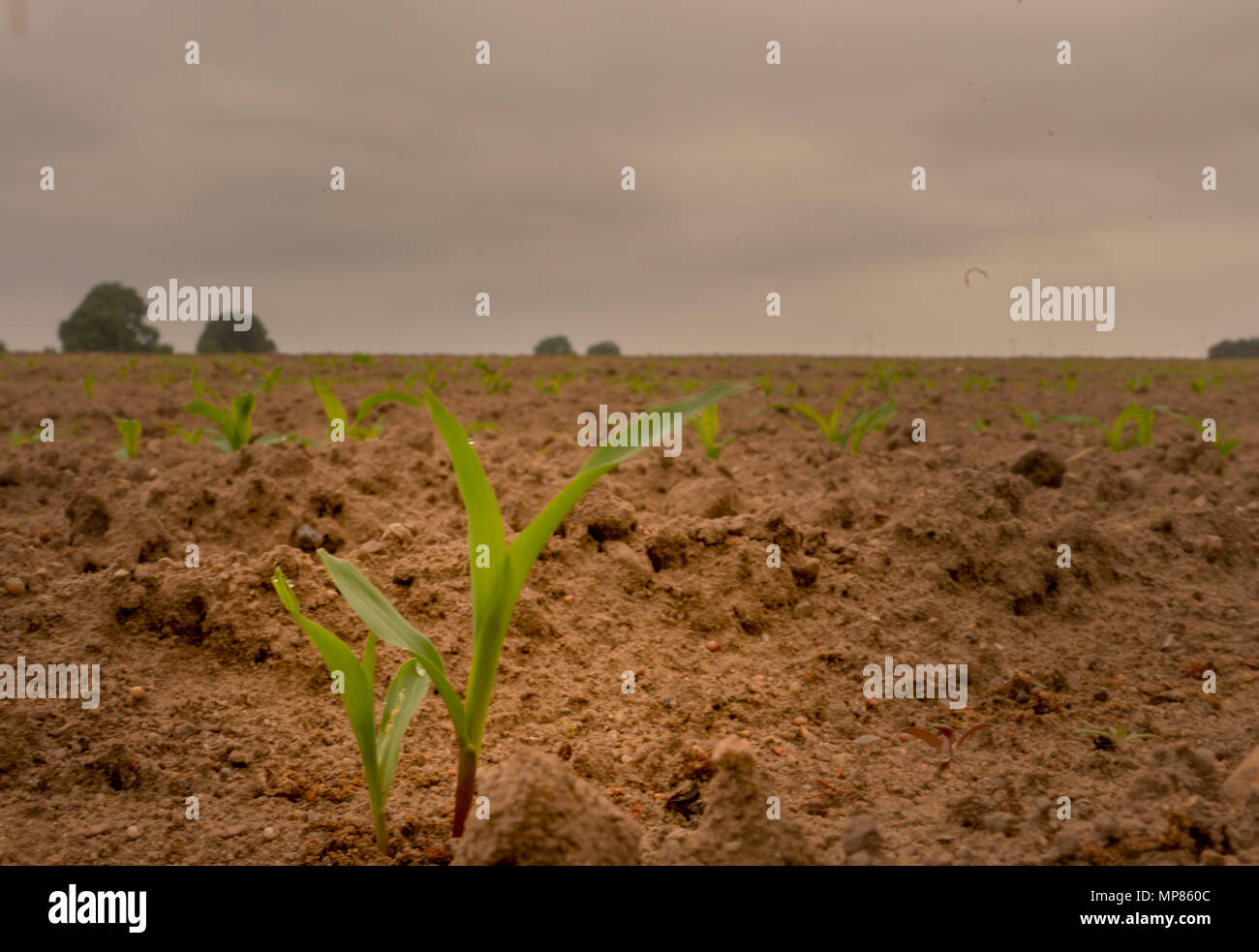 agricultural desert, corn Stock Photo - Alamy