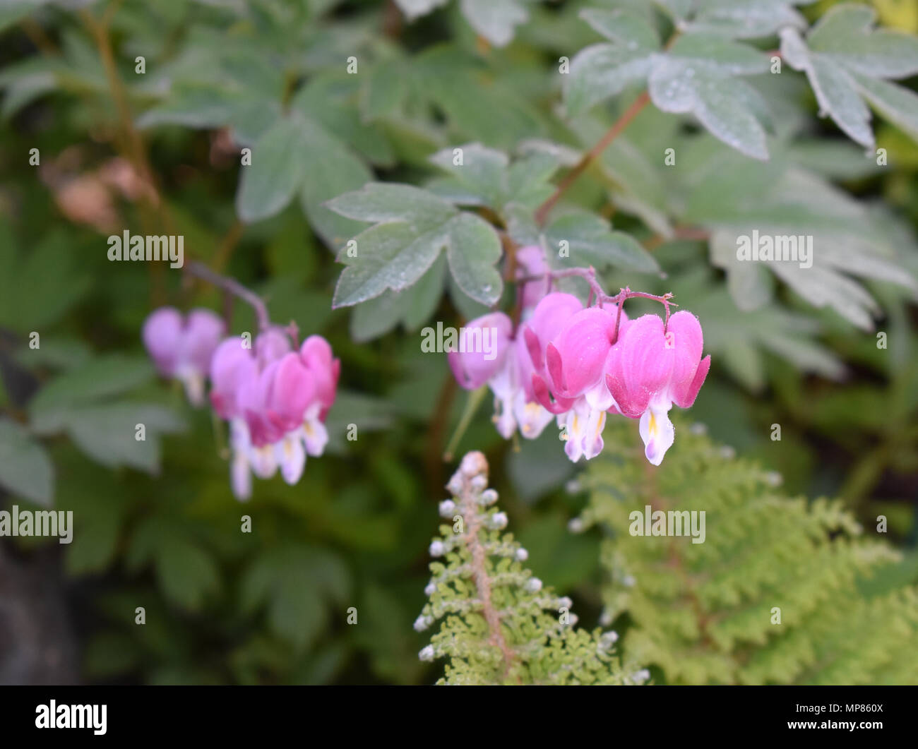 Bleeding heart plant hi-res stock photography and images - Alamy