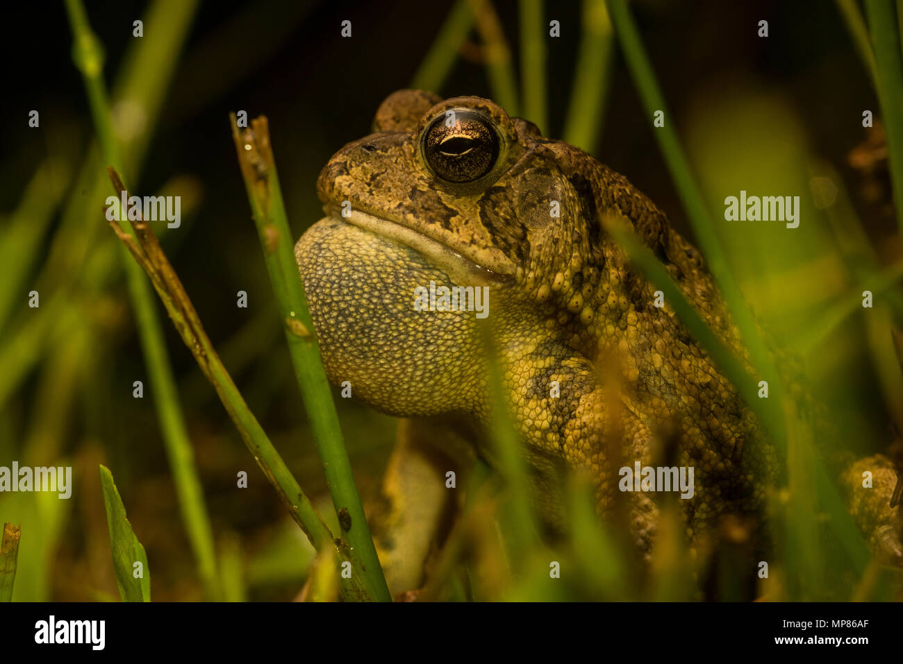 When night falls in North Carolina, the southern toads (Anaxyrus ...