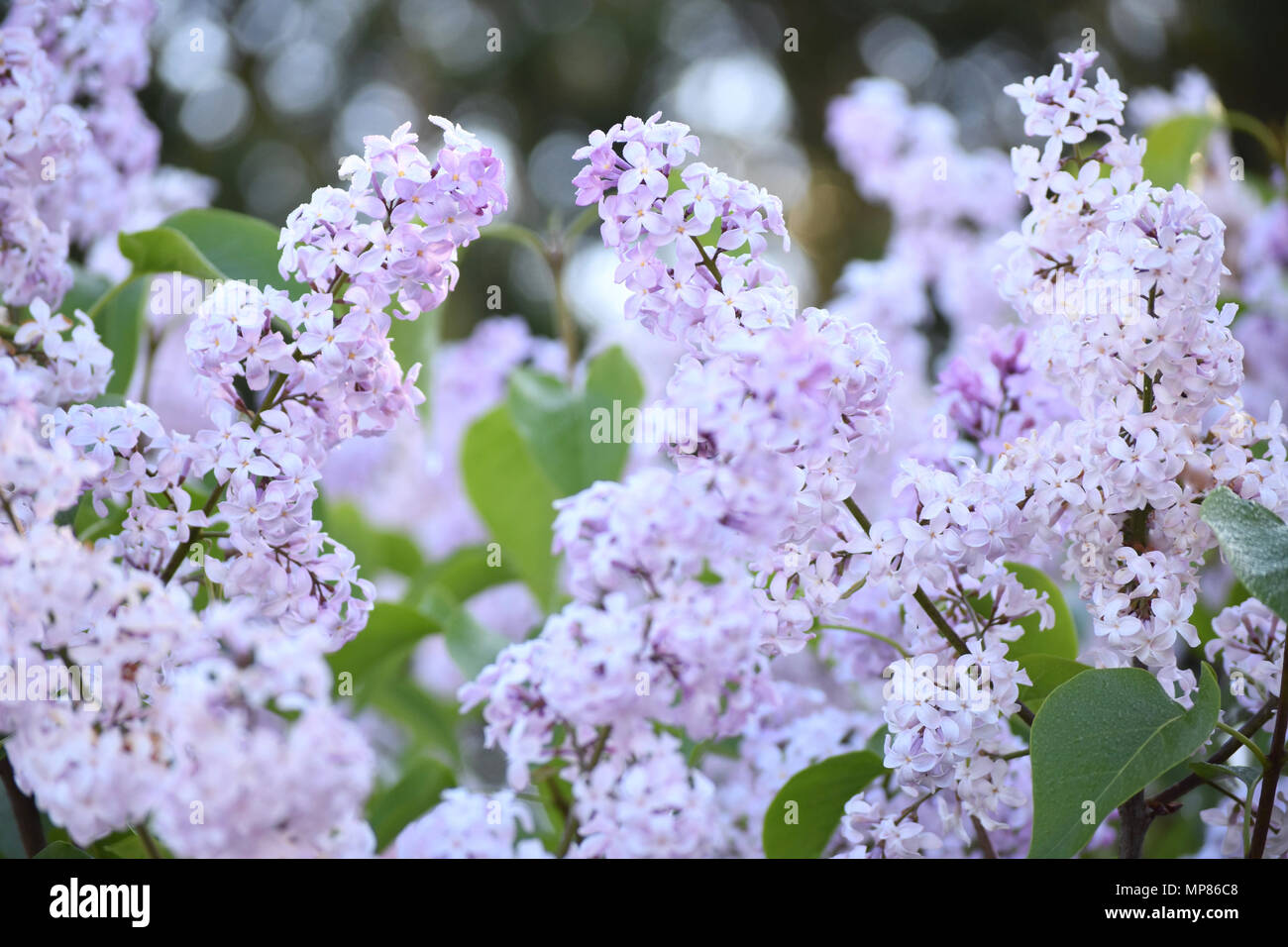 Spring garden shrubs hi-res stock photography and images - Alamy