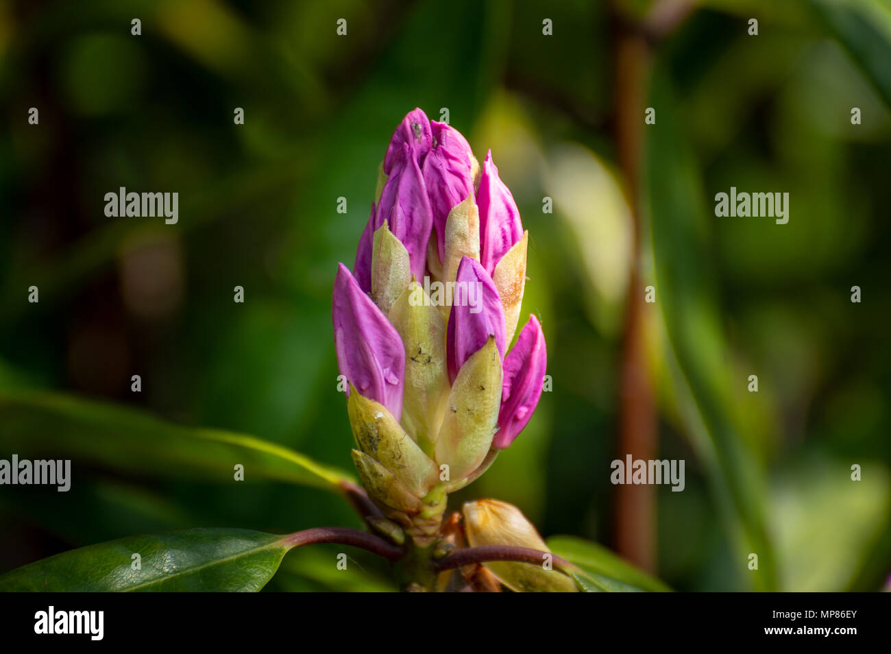 Purple bud colour hi-res stock photography and images - Alamy