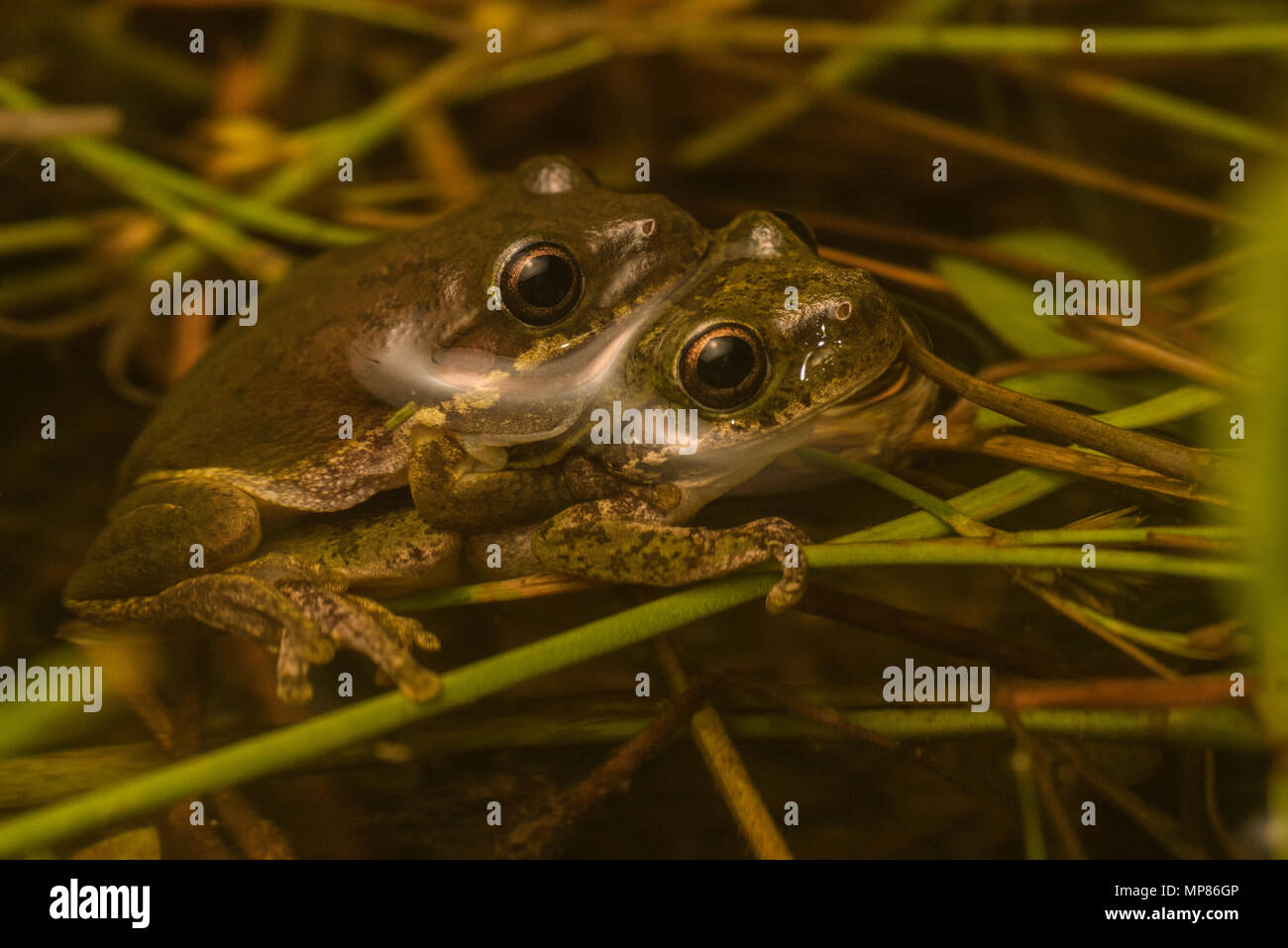 A pair of squirrel tree frogs (Hyla squirrela) in amplexus in a pool of ...
