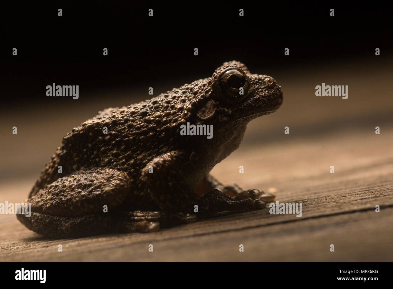 Copes gray treefrog (Hyla chrysoscelis) in some areas they are ...