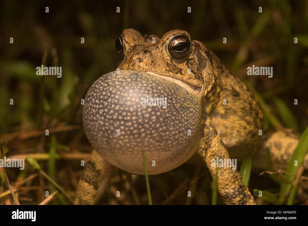 Throat Sac High Resolution Stock Photography and Images - Alamy