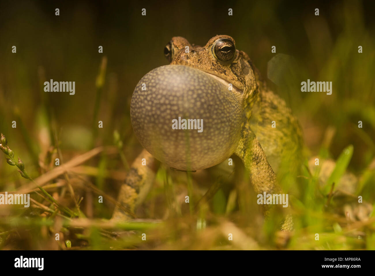 When night falls in North Carolina, the southern toads (Anaxyrus ...