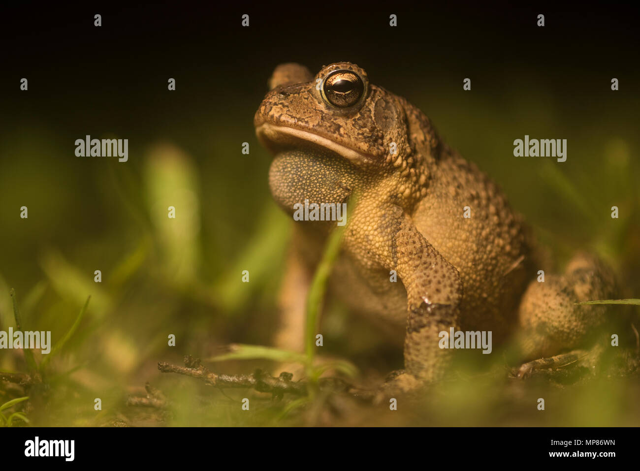 When night falls in North Carolina, the southern toads (Anaxyrus ...
