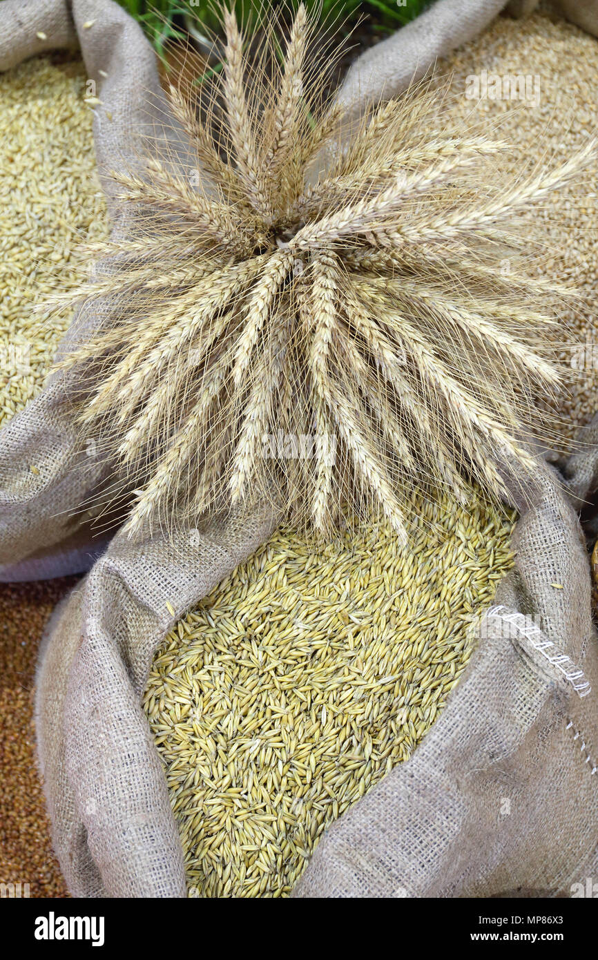 Wheat Grain Crops in Sacks Stock Photo - Alamy
