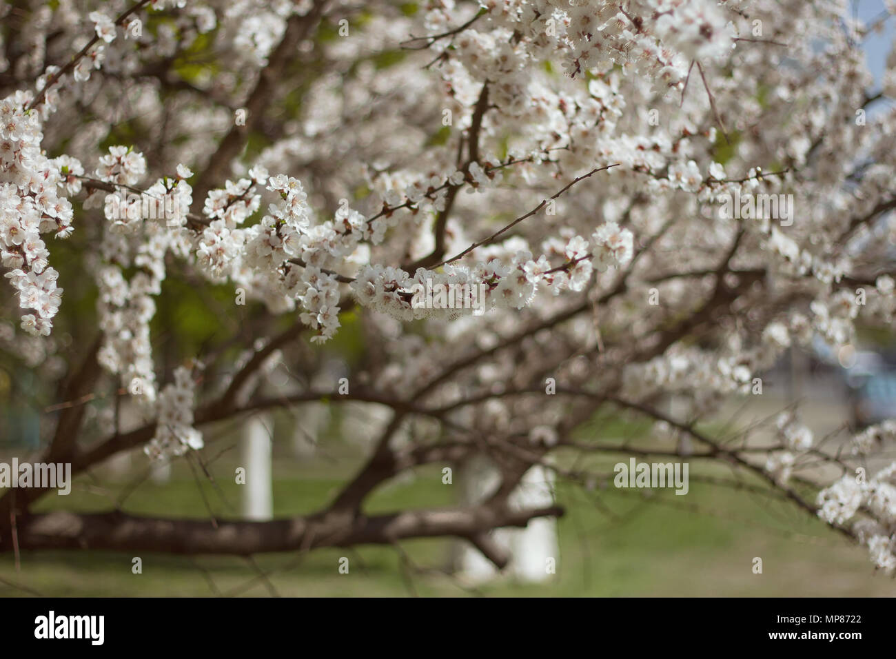 Photo cherry tree flowers hi-res stock photography and images - Alamy
