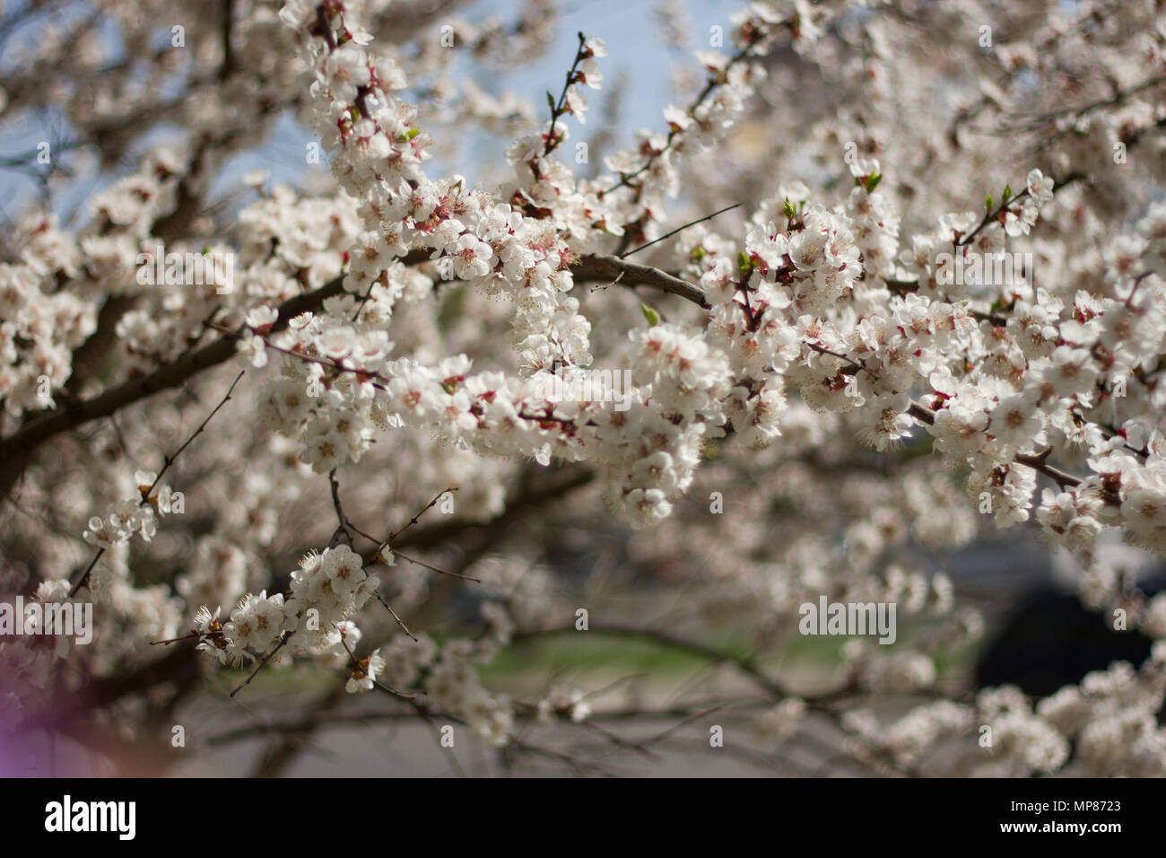 Photo cherry tree flowers hi-res stock photography and images - Alamy