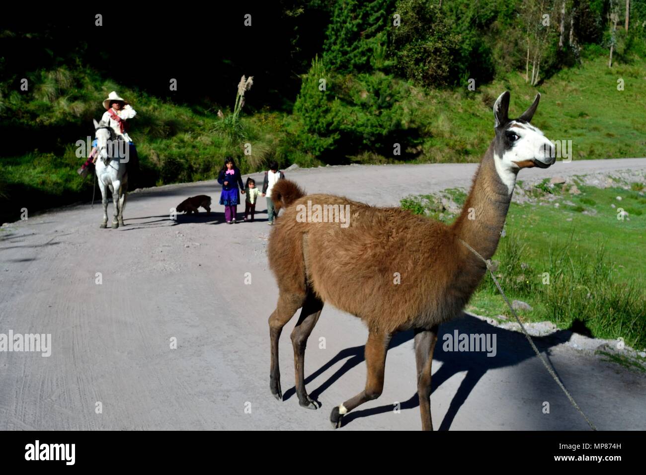 Llamas peru working hi-res stock photography and images - Alamy