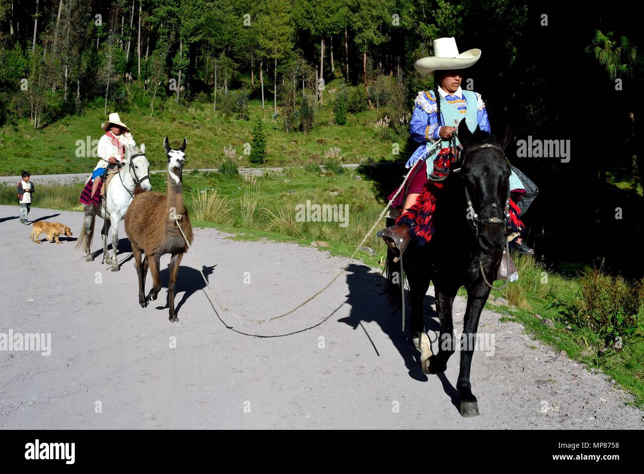 Llamas peru working hi-res stock photography and images - Alamy