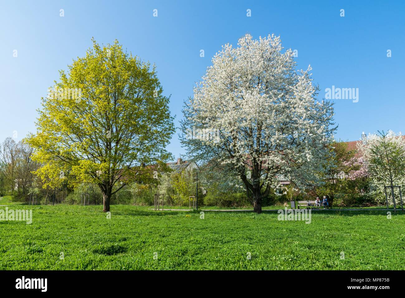 Flowering cherry trees in spring, Germany Stock Photo - Alamy