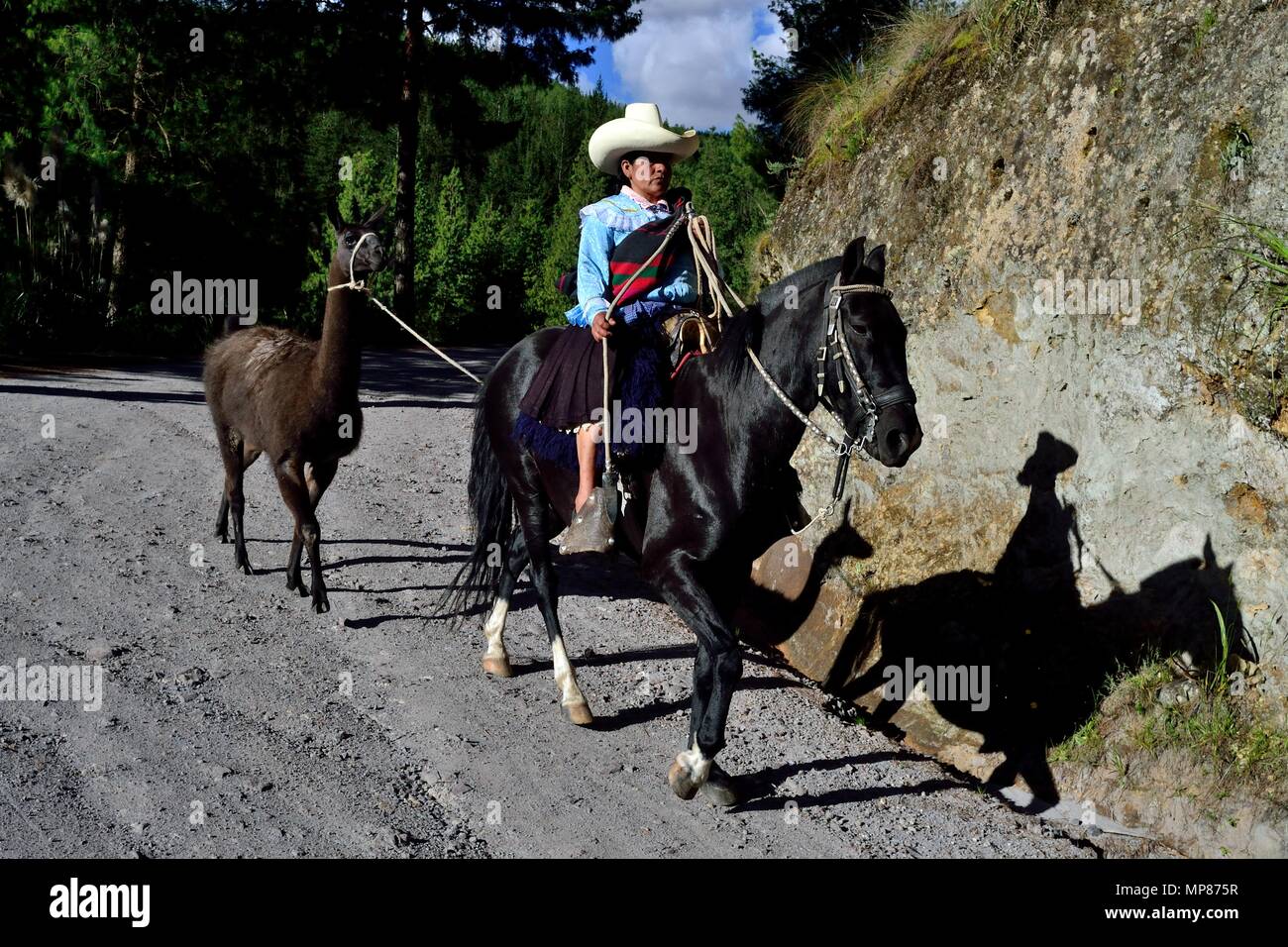 Llamas peru working hi-res stock photography and images - Alamy