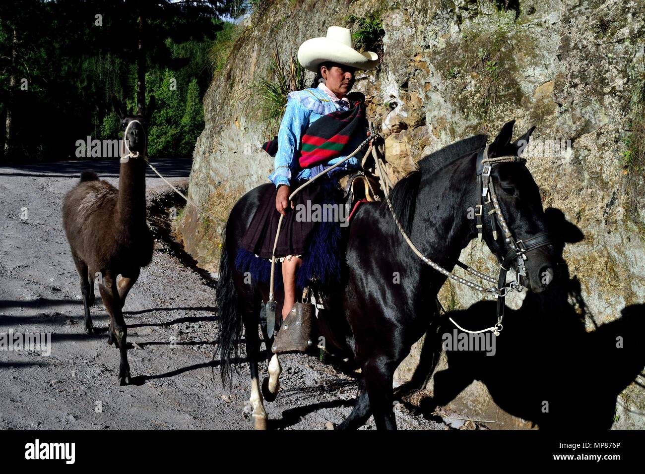 Llamas peru working hi-res stock photography and images - Alamy