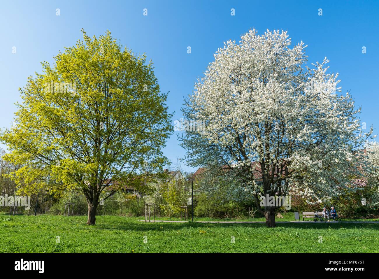 Flowering cherry trees in spring, Germany Stock Photo - Alamy