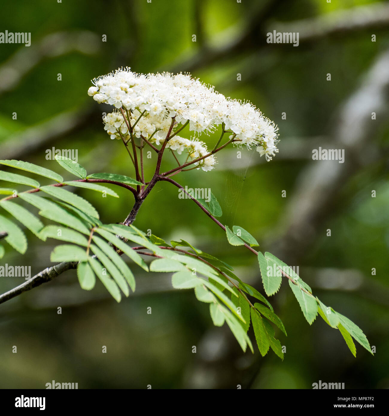 Rowan is hermaphrodite hi-res stock photography and images - Alamy