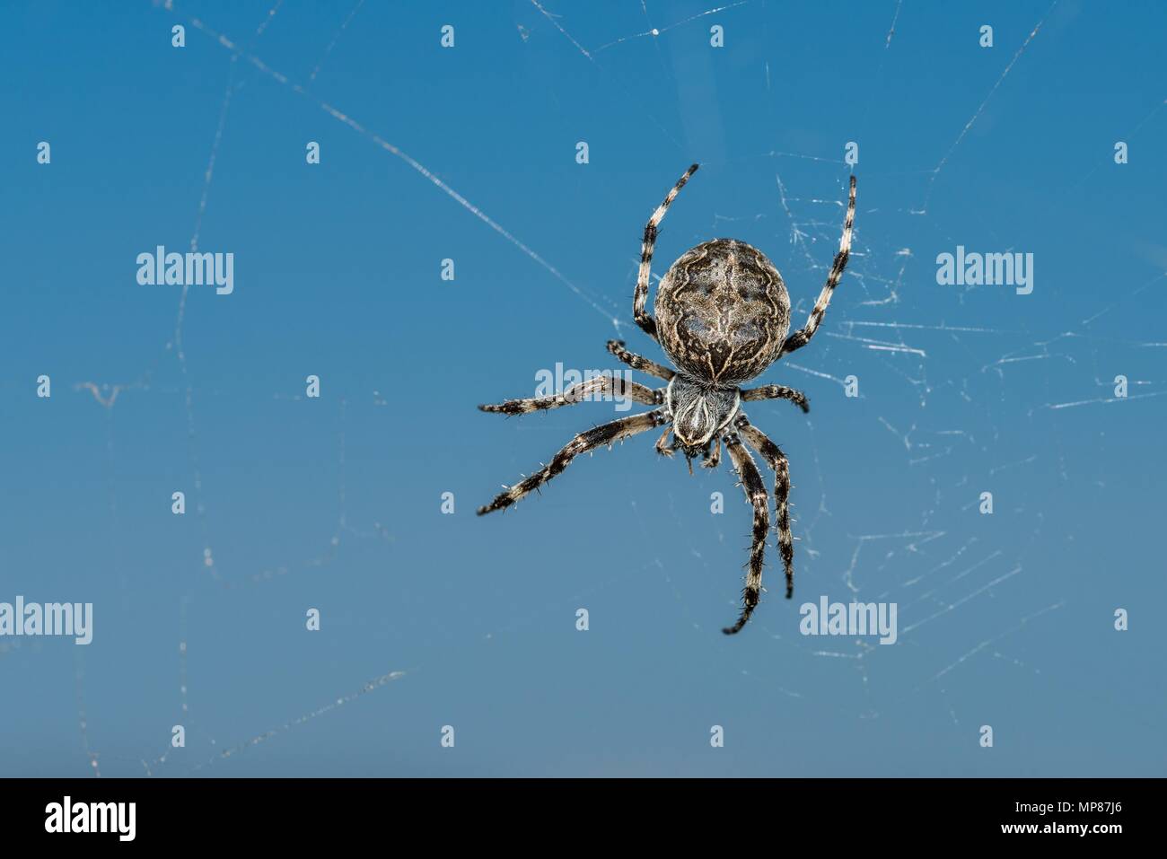 Closeup of a cross spider in its spider web Stock Photo - Alamy