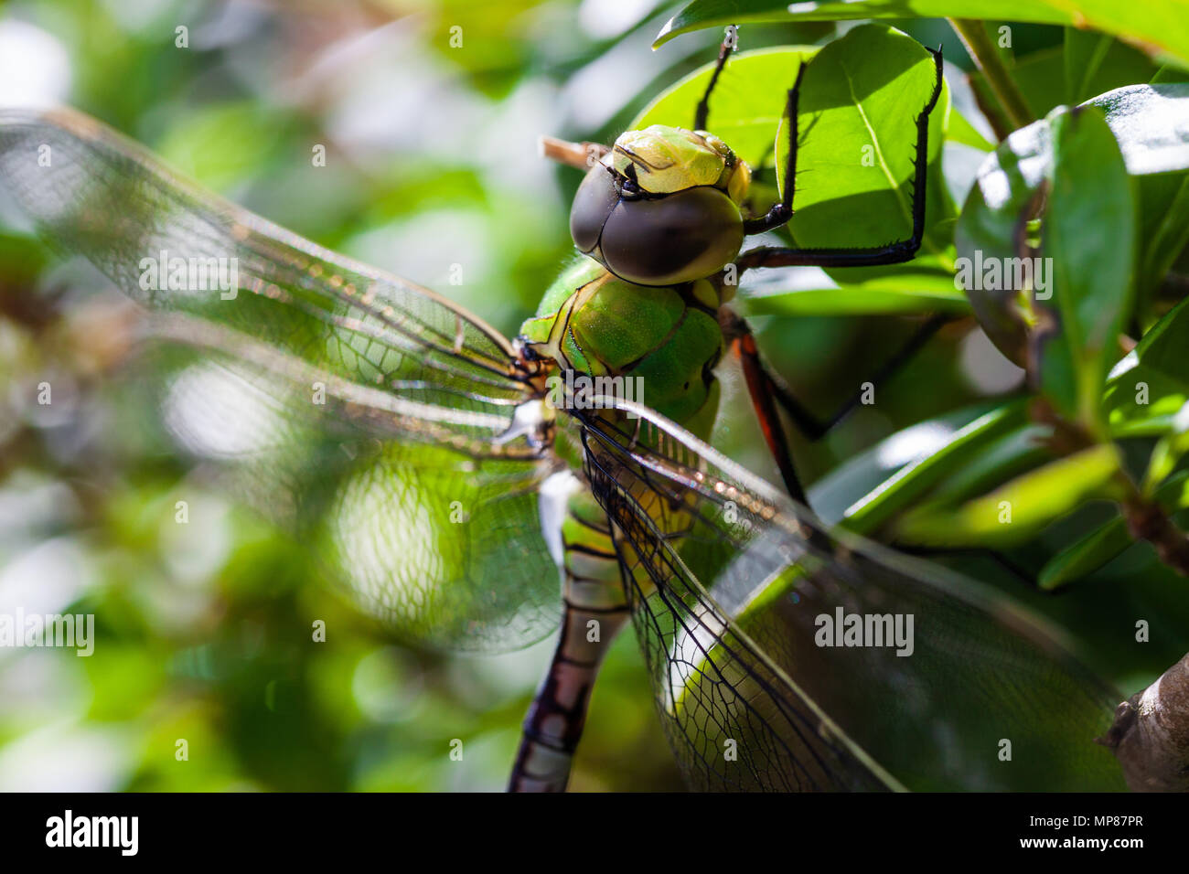 Odonata hi-res stock photography and images - Alamy