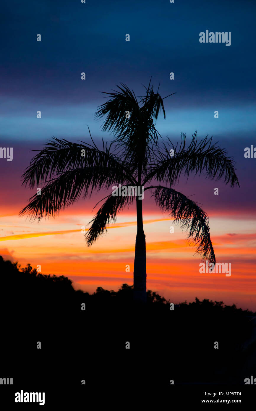 Palm tree against a colorful sunset sky in Southwest Florida Stock ...