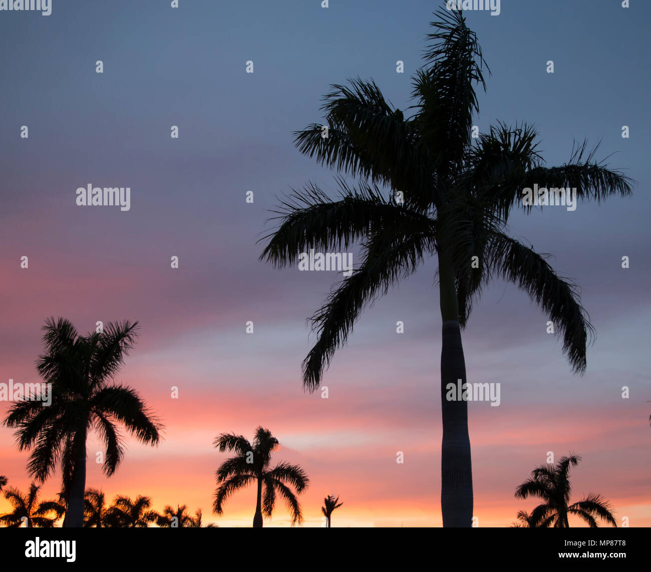 Palm palm tree silhouette hi-res stock photography and images - Alamy