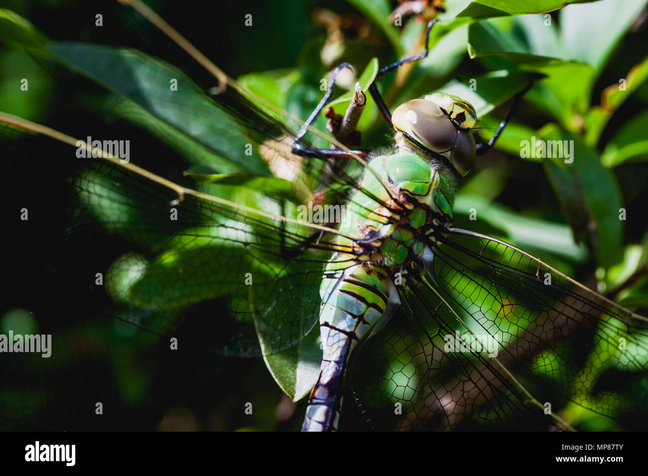 Green dragonfly sitting on a leaf, Odonata Stock Photo - Alamy