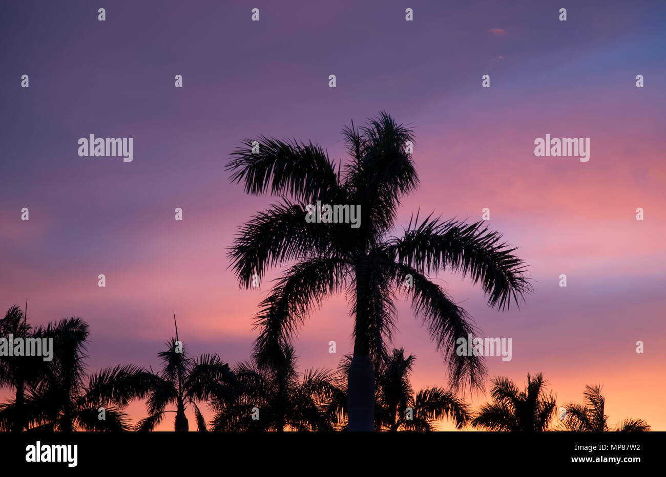 Palm tree against a colorful sunset sky in Southwest Florida Stock ...