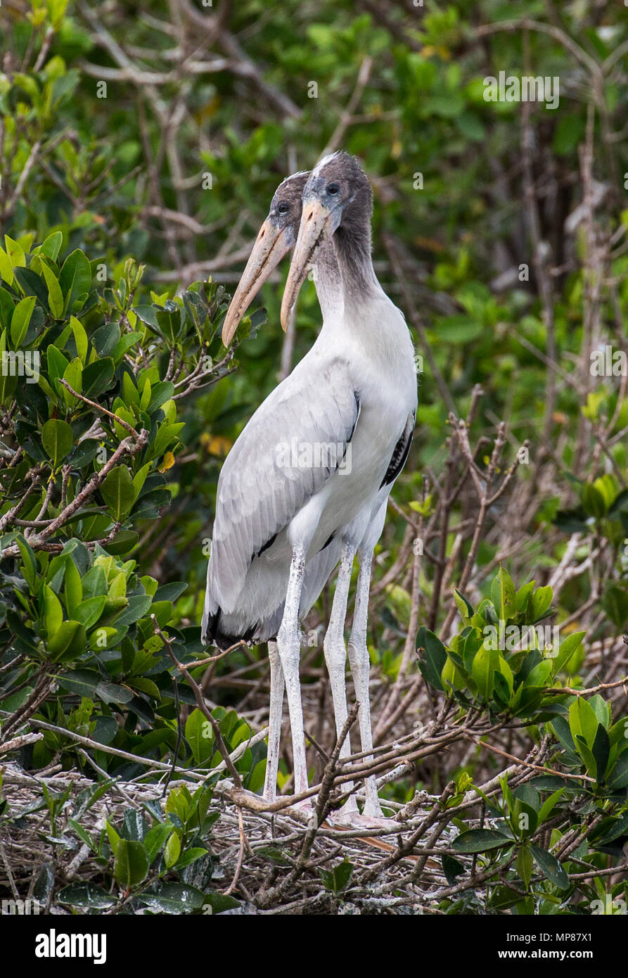 Young storks hi-res stock photography and images - Alamy