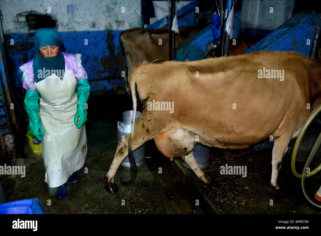 Peruvian woman cow hi-res stock photography and images - Alamy