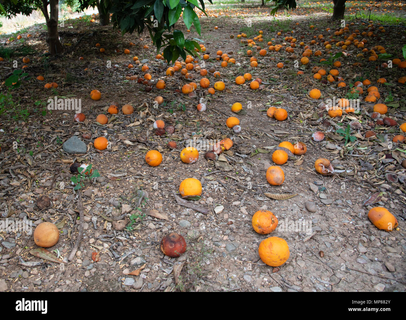 Fruit crop covering hi-res stock photography and images - Alamy