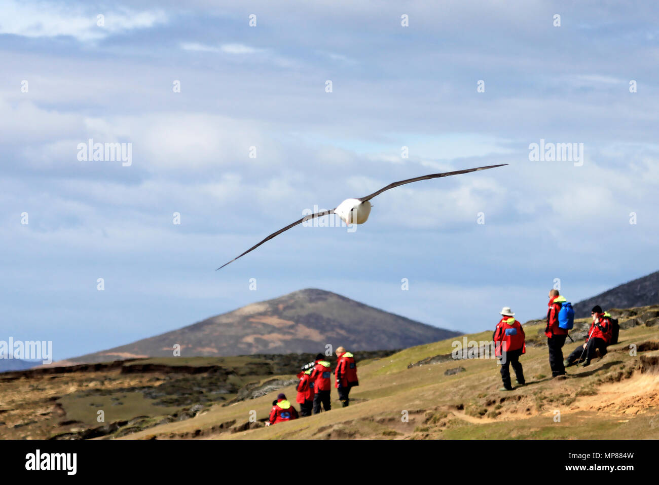 Black Browed Albatross flying over people, thalassarche melanophris ...