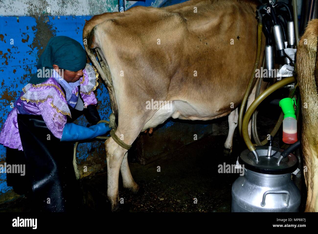 Milking cow in GRANJA PORCON - Evangelical cooperative - Department of ...