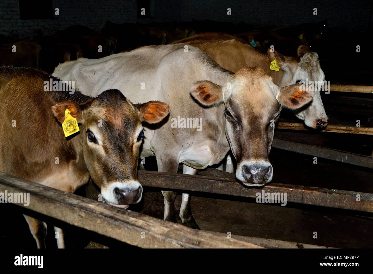 Peruvian woman cow hi-res stock photography and images - Alamy