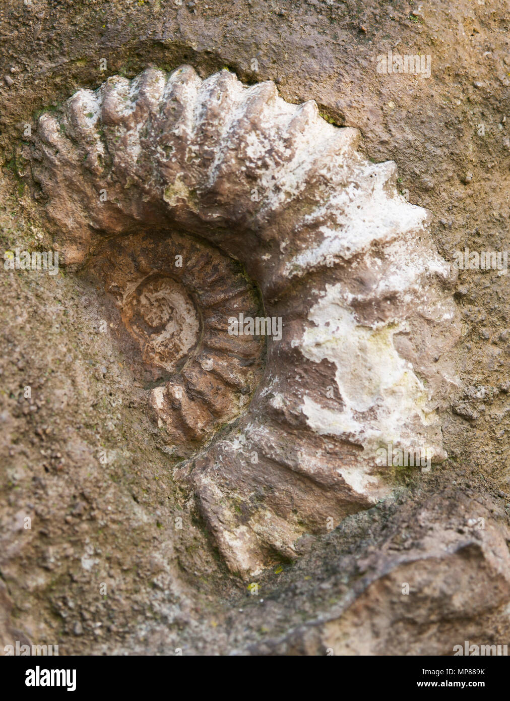Amonite hi-res stock photography and images - Alamy