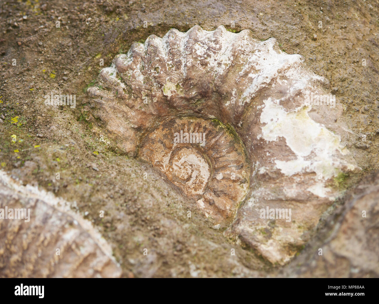 Scaphites hi-res stock photography and images - Alamy