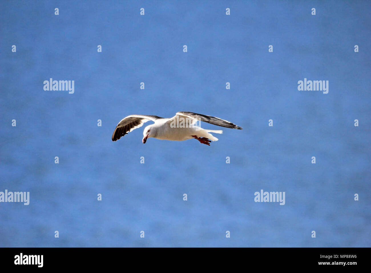 Flying dolphin hi-res stock photography and images - Alamy