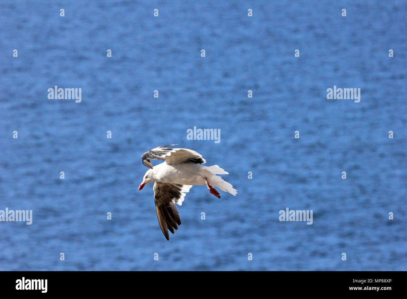 Flying dolphin hi-res stock photography and images - Alamy