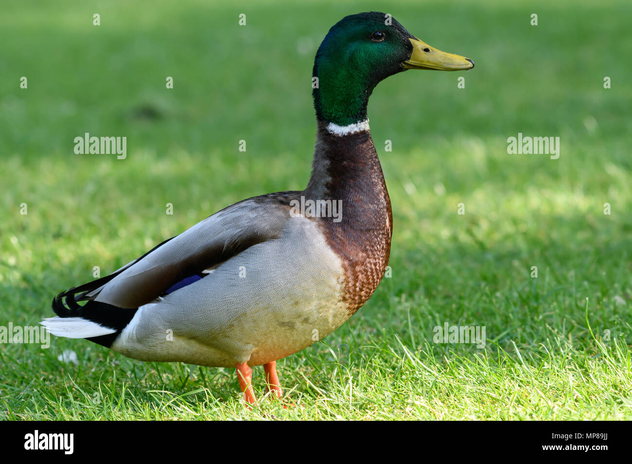 Mallard female quacking hi-res stock photography and images - Alamy