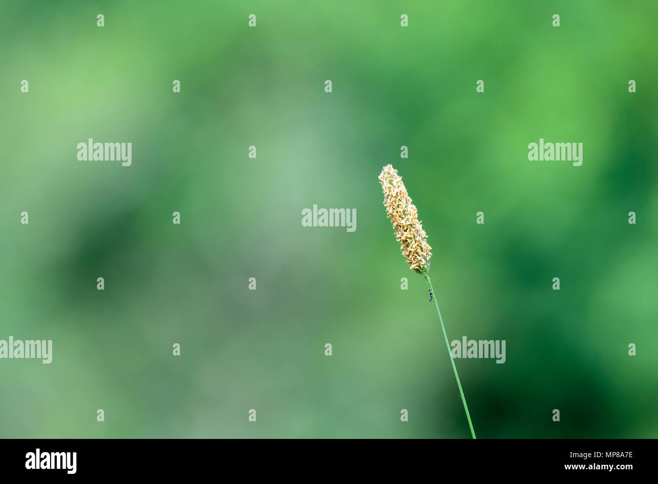 Wild grass isolated Stock Photo - Alamy