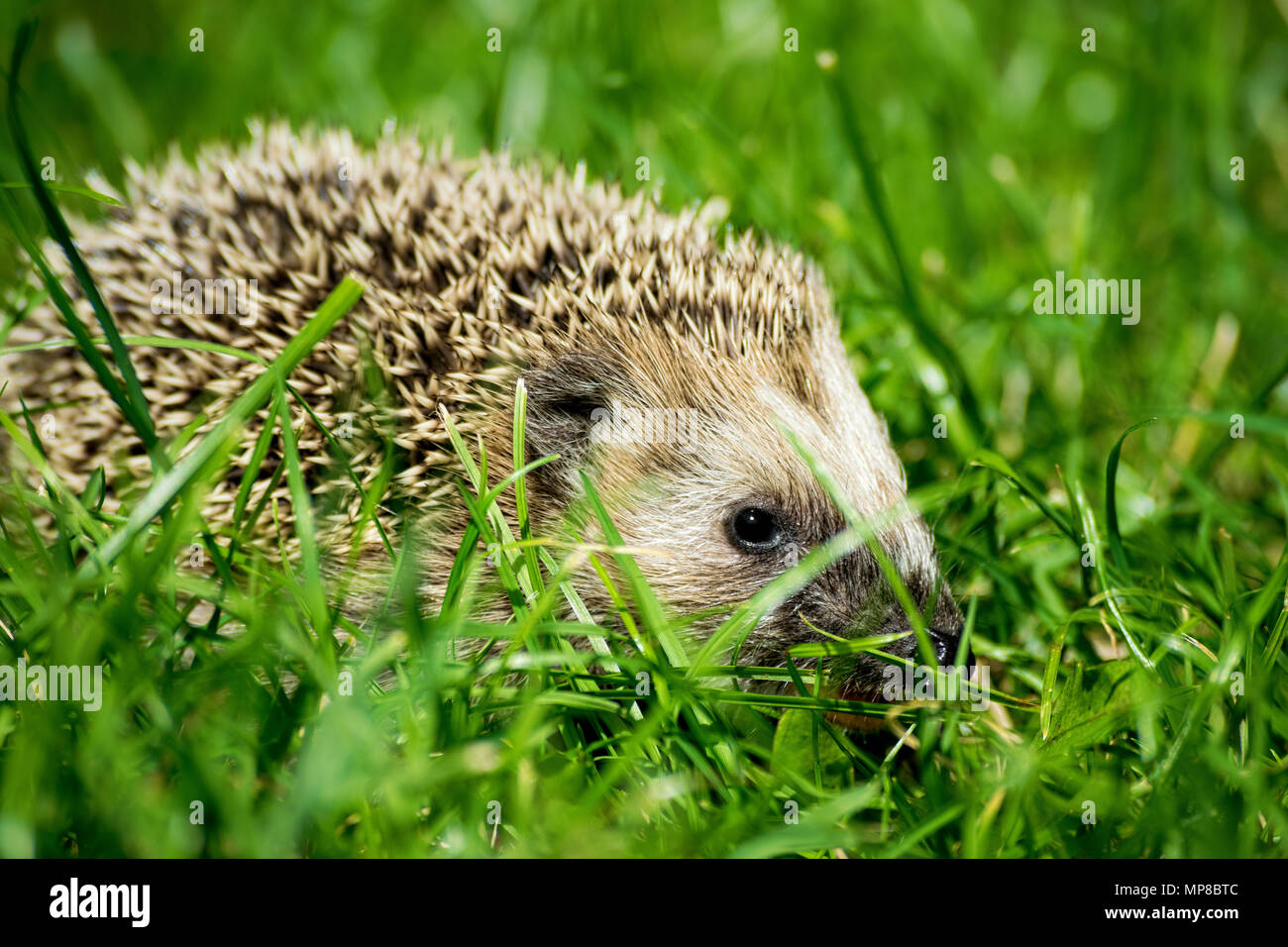 Hedgehog old hi-res stock photography and images - Alamy