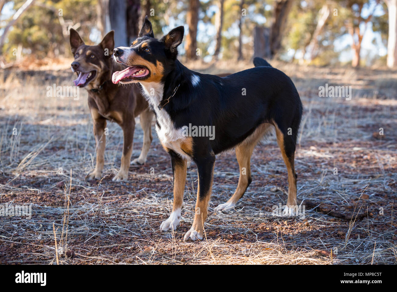 Tri coloured and red cloud kelpie in paddock Stock Photo - Alamy
