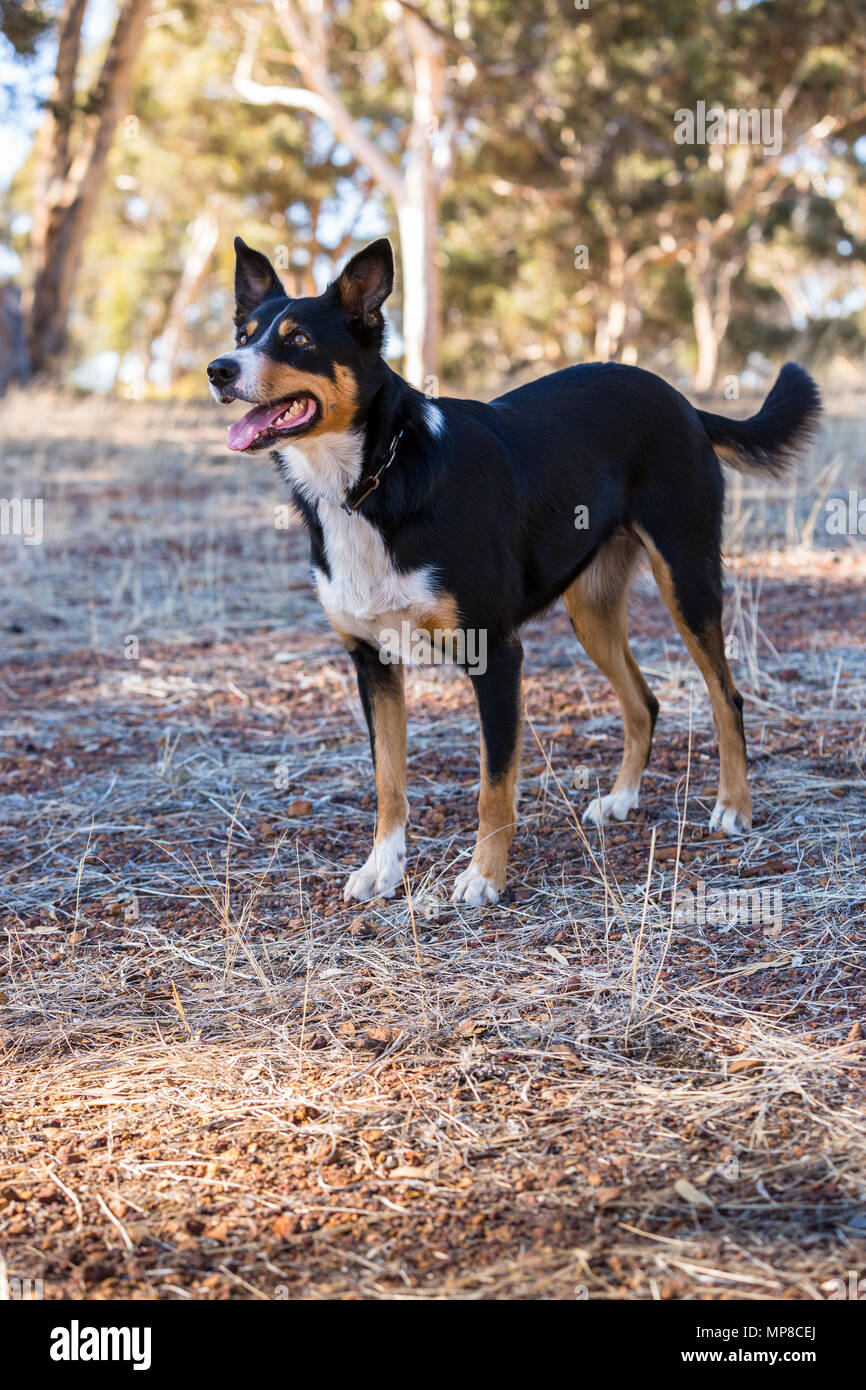 Tri coloured kelpie in paddock Stock Photo - Alamy