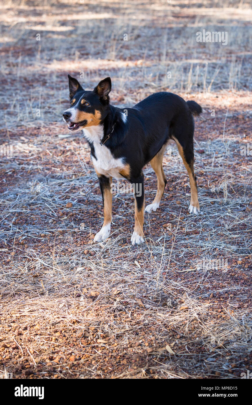 Black and white kelpie hi-res stock photography and images - Alamy