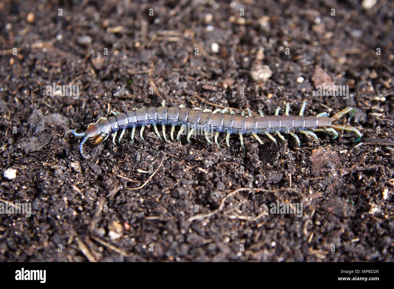 Garden centipede hi-res stock photography and images - Alamy