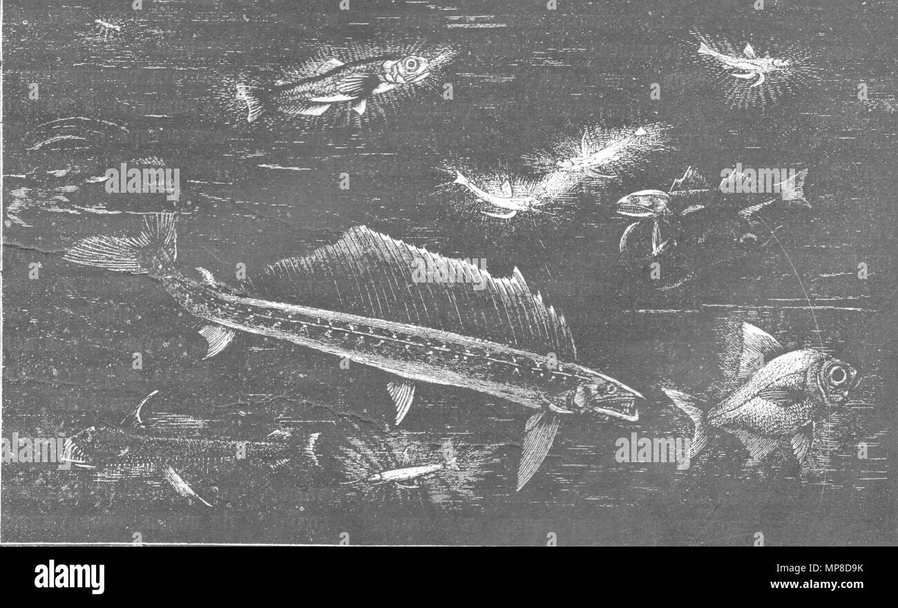 Deep water fishes. Vintage engraved illustration. Published in magazine ...