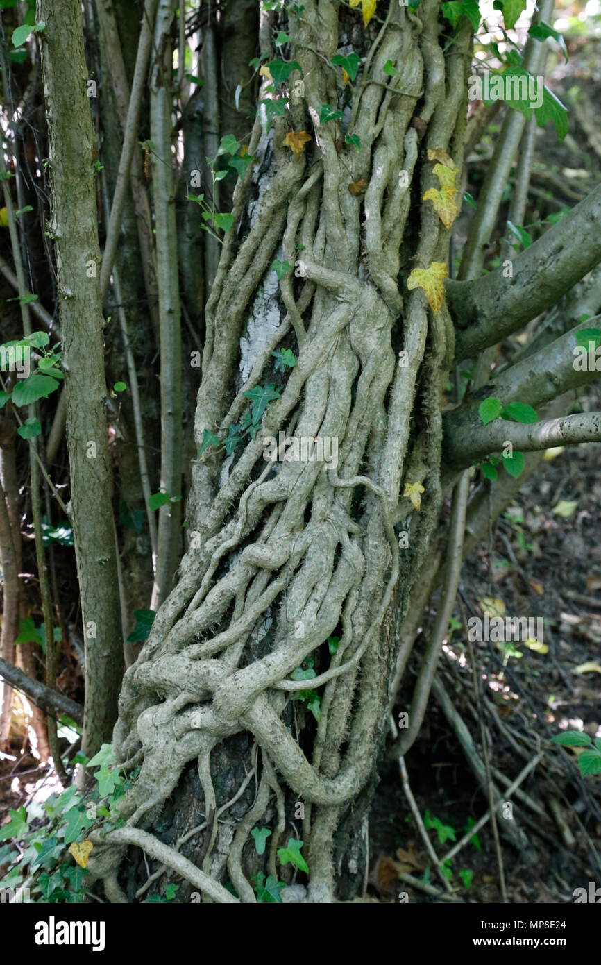 Strangled tree hi-res stock photography and images - Alamy